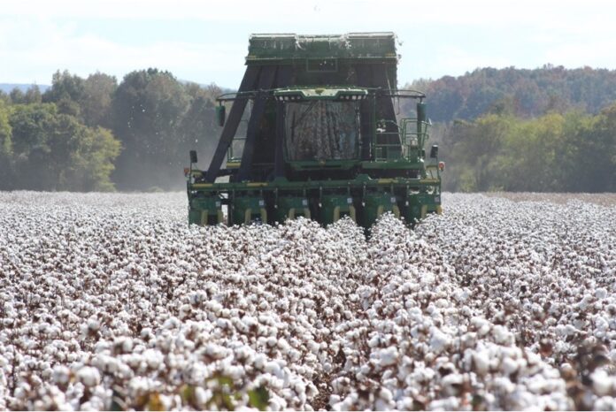 PhytoGen® Cottonseed Expands Portfolio With Two New Varieties - Cotton ...