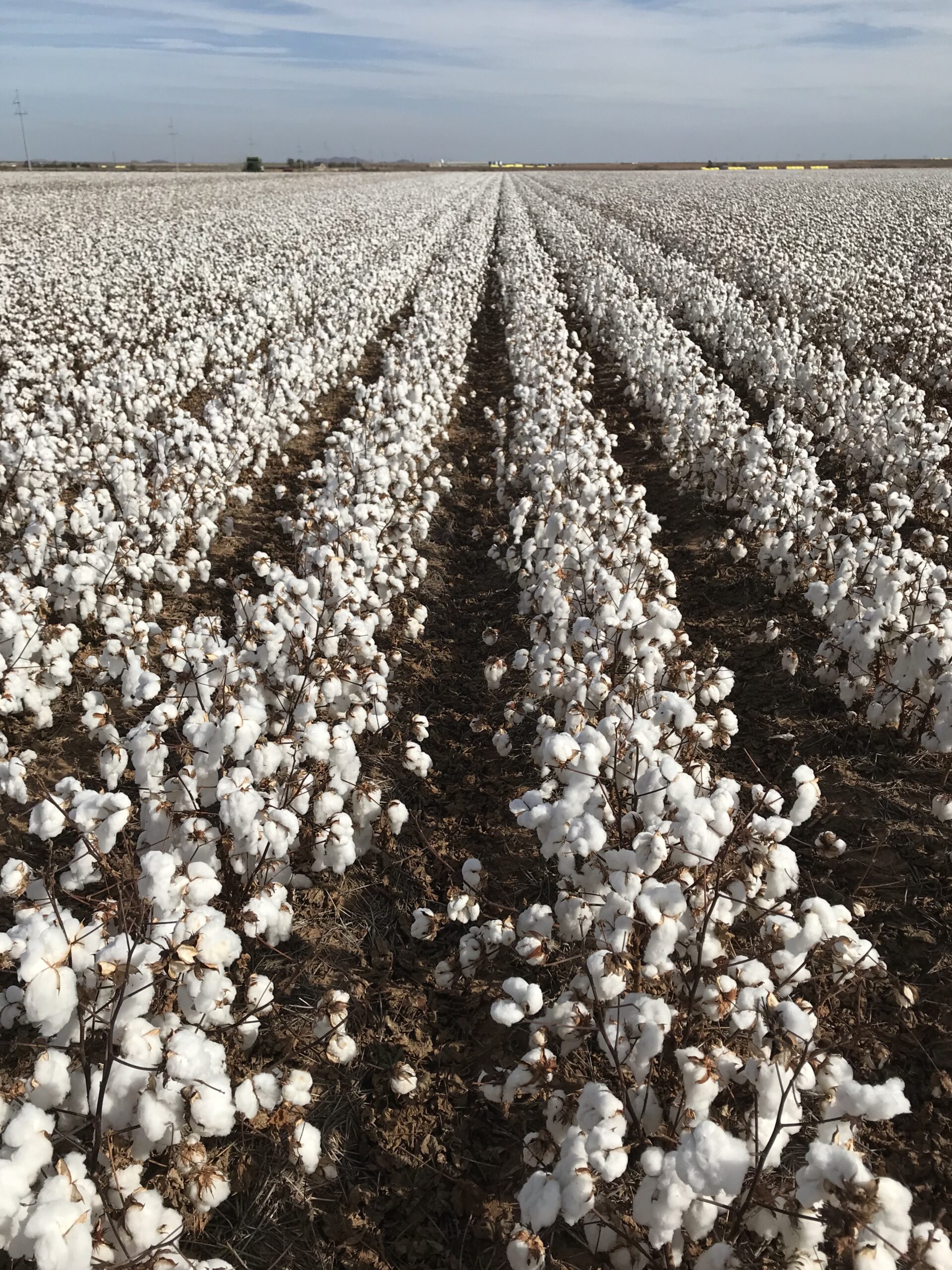 2024 Consultants Conference Kicks Off Beltwide In January - Cotton Farming