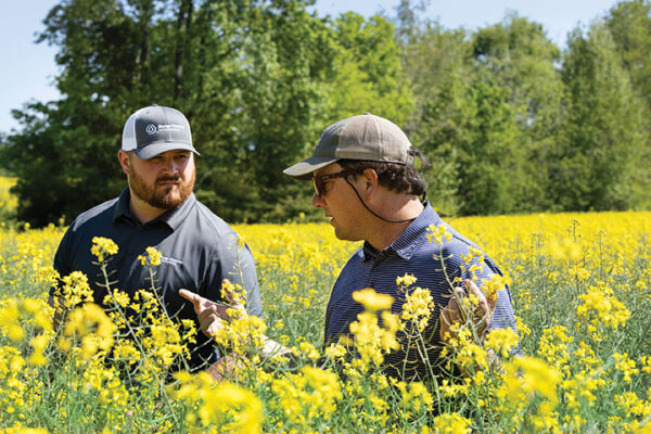 Collaboration Embraces Winter Canola - Cotton Farming
