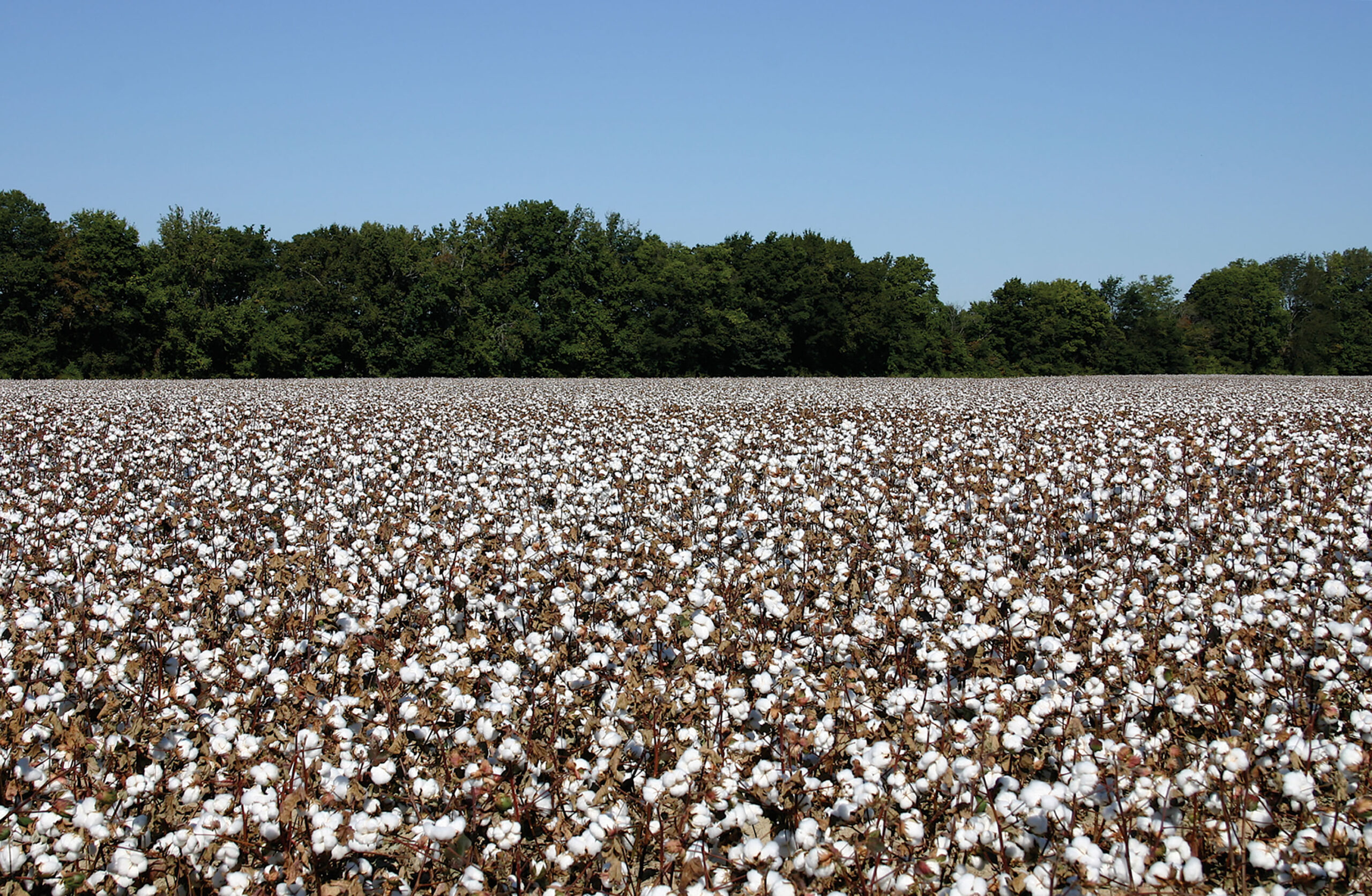 2024 Cotton Harvest Update - Cotton Farming