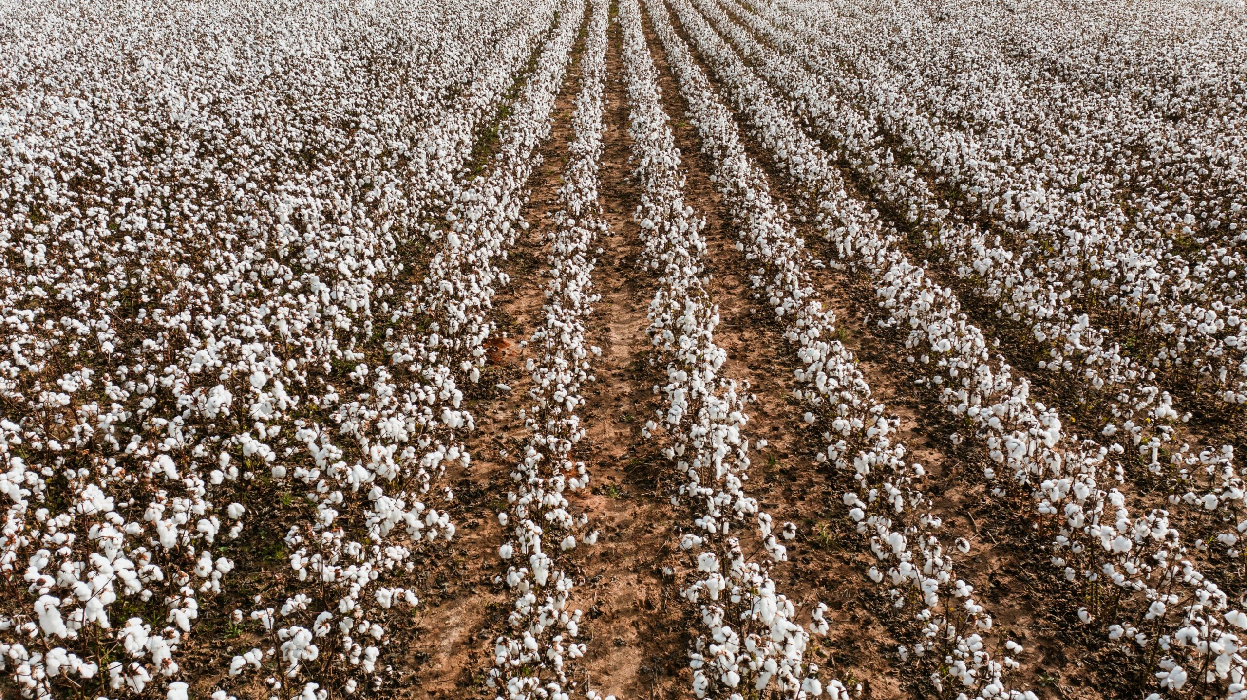 Industry News: May 2025 - Cotton Farming