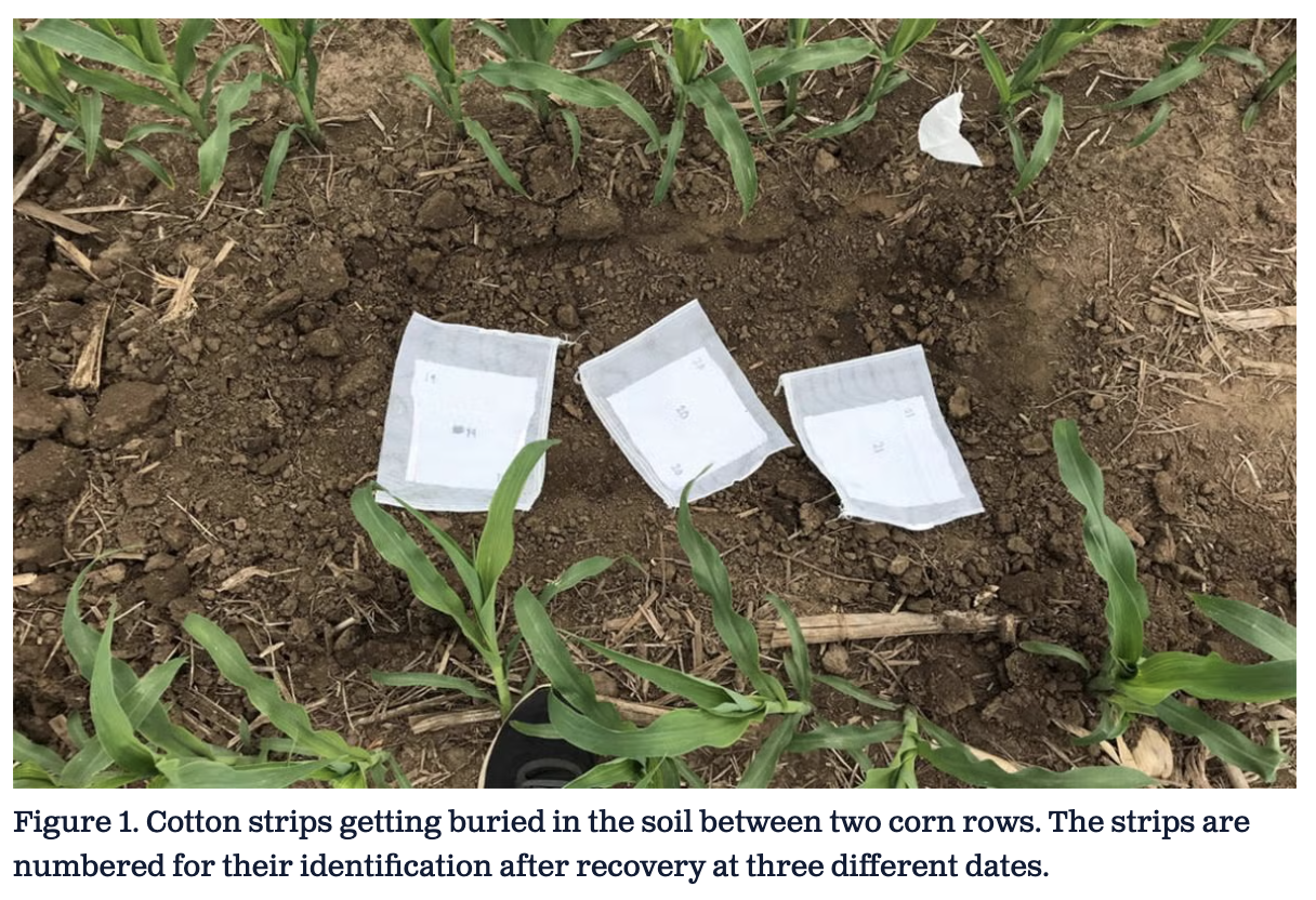 Cotton Strip Soil Test: Rapid Assessment of Soil Microbial Activity in ...